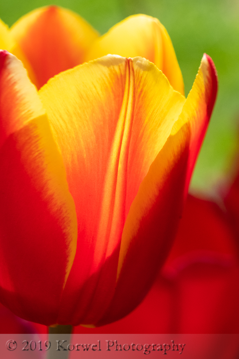 Korwel Photography – Just looking around me… through my camera